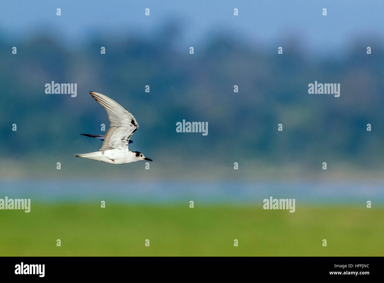 Marsh tern hi-res stock photography and images - Alamy