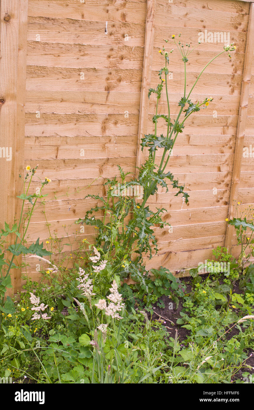 Garden Weed Fence UK Stock Photo - Alamy
