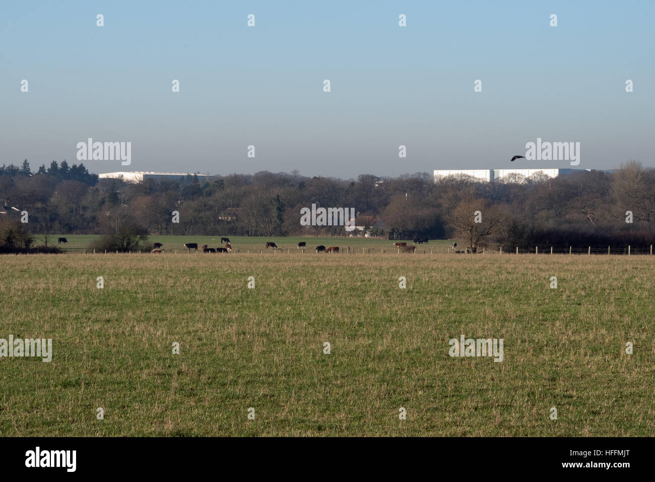 Carbuncles High Resolution Stock Photography and Images - Alamy