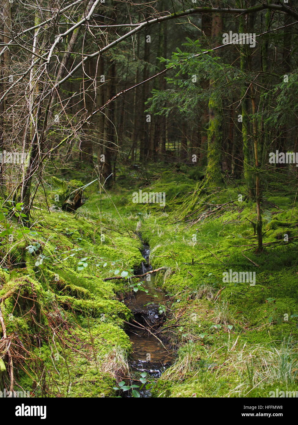Coming out of the forest hi-res stock photography and images - Alamy