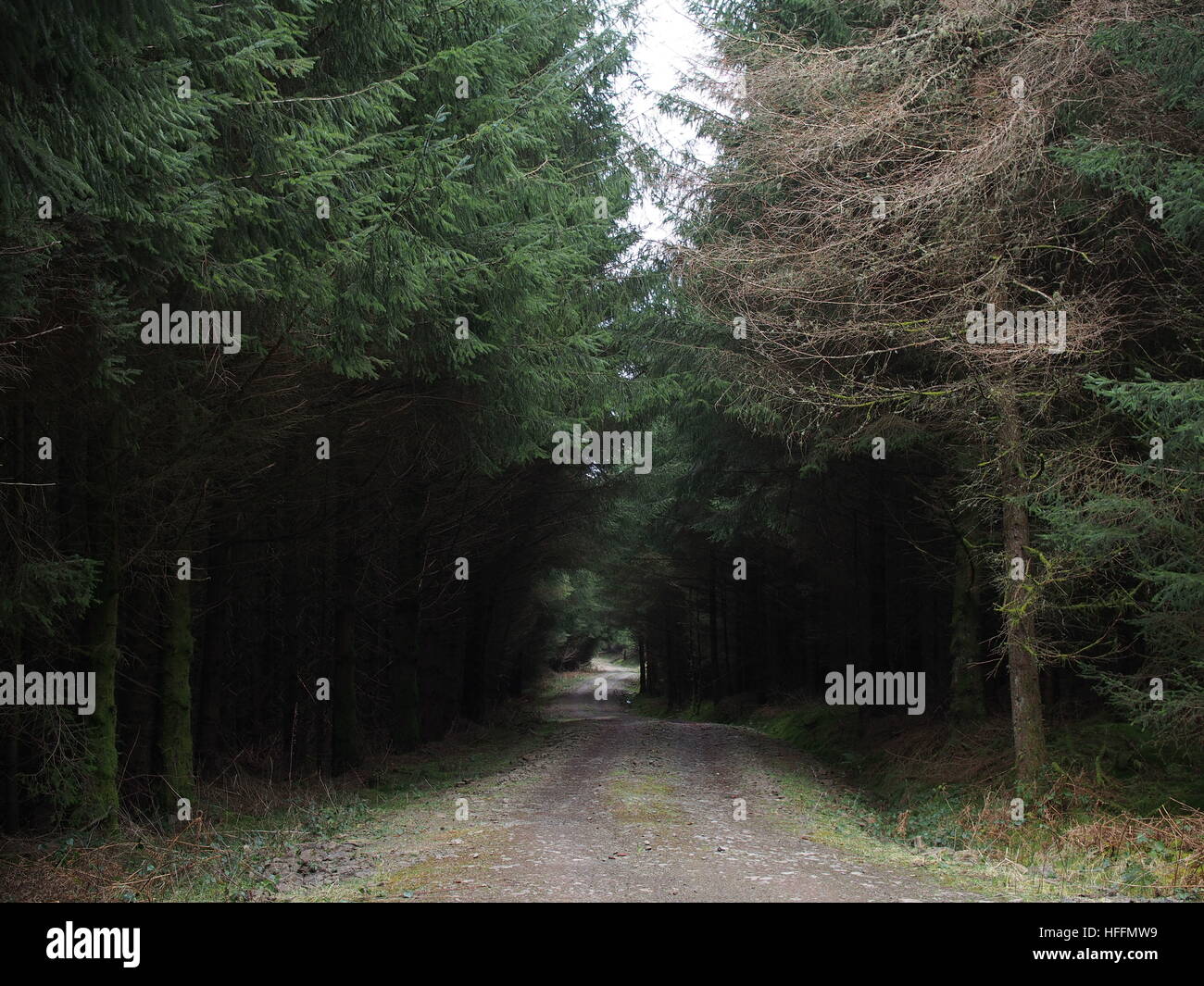 Dark pathway into the forest Stock Photo - Alamy