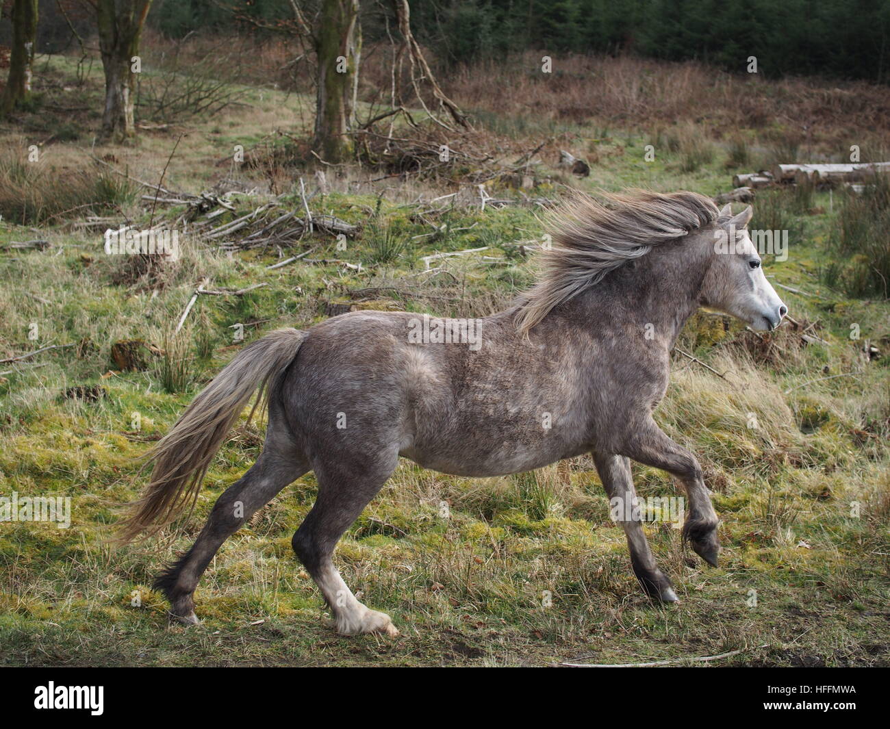 Wild pony on welsh hill canters past Stock Photo - Alamy