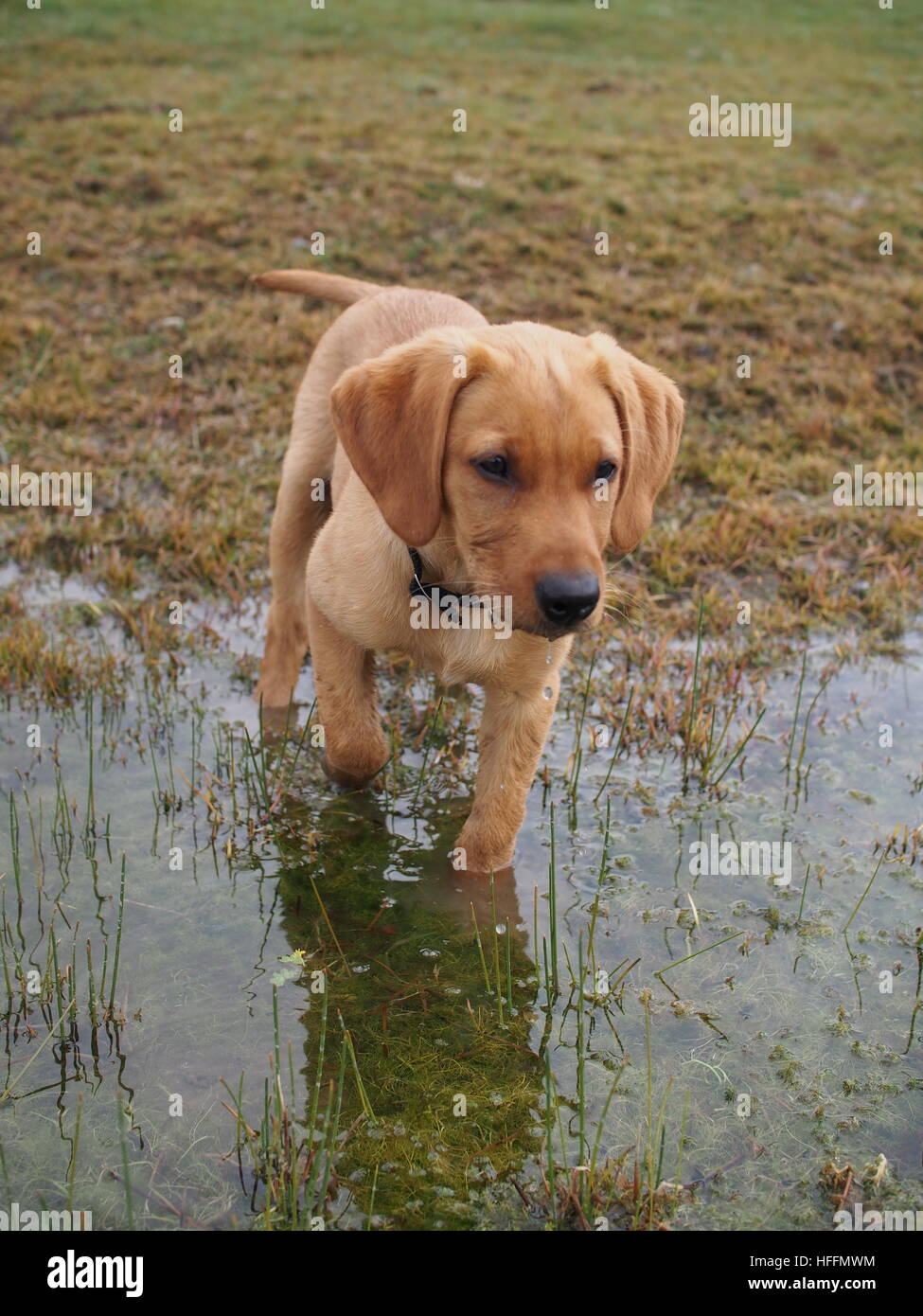 Black labrador puppy in puddle hi-res stock photography and images - Alamy
