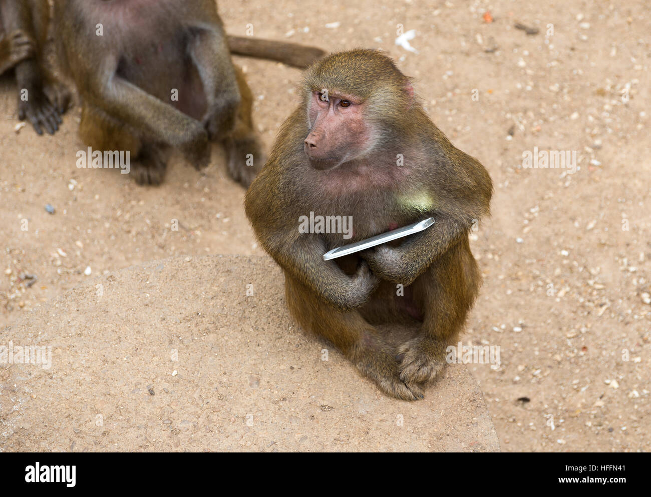 Yellow baboon playing with a smartphone in a zoo Stock Photo - Alamy