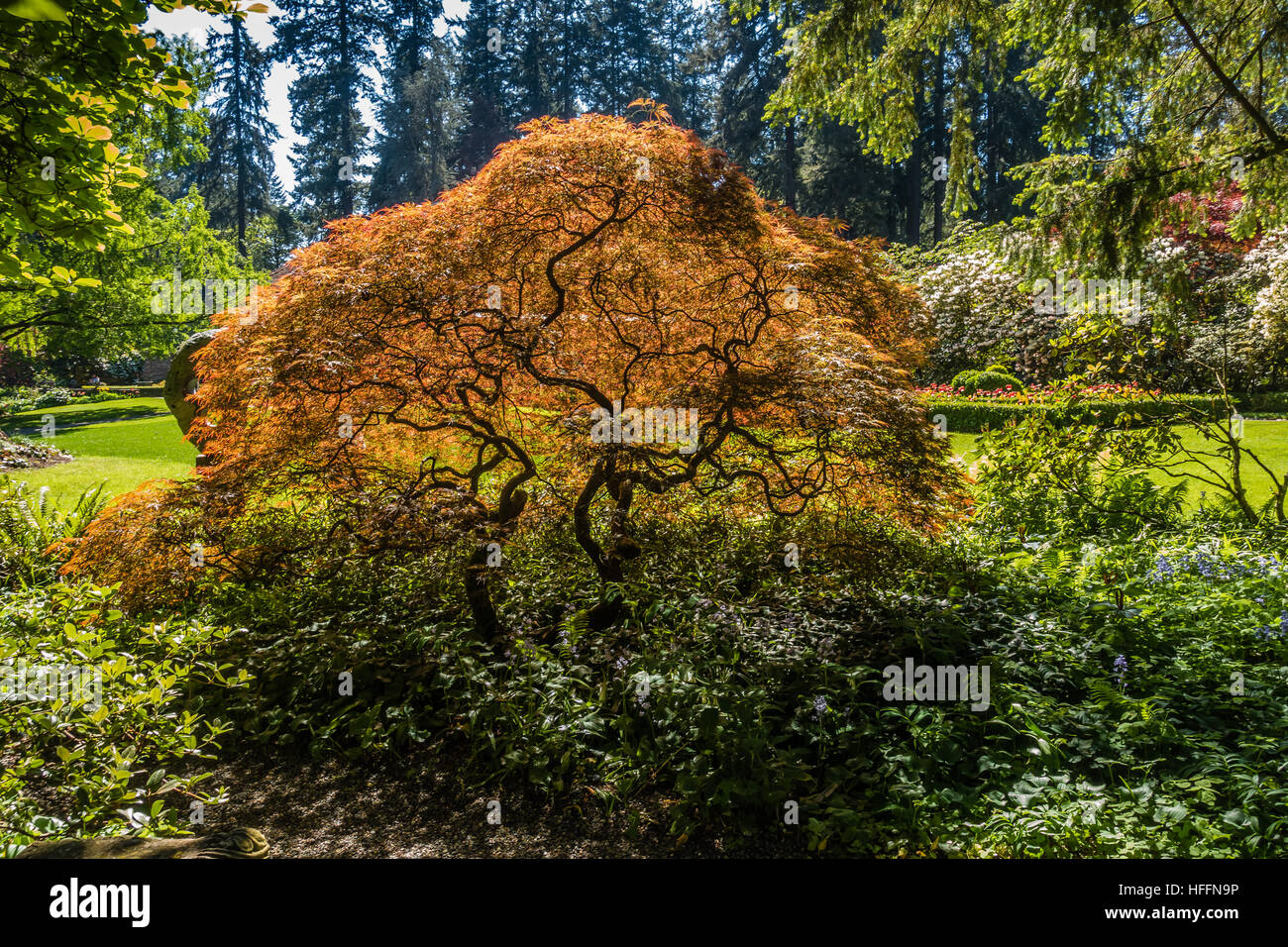 Japanese maple spring hi-res stock photography and images - Alamy