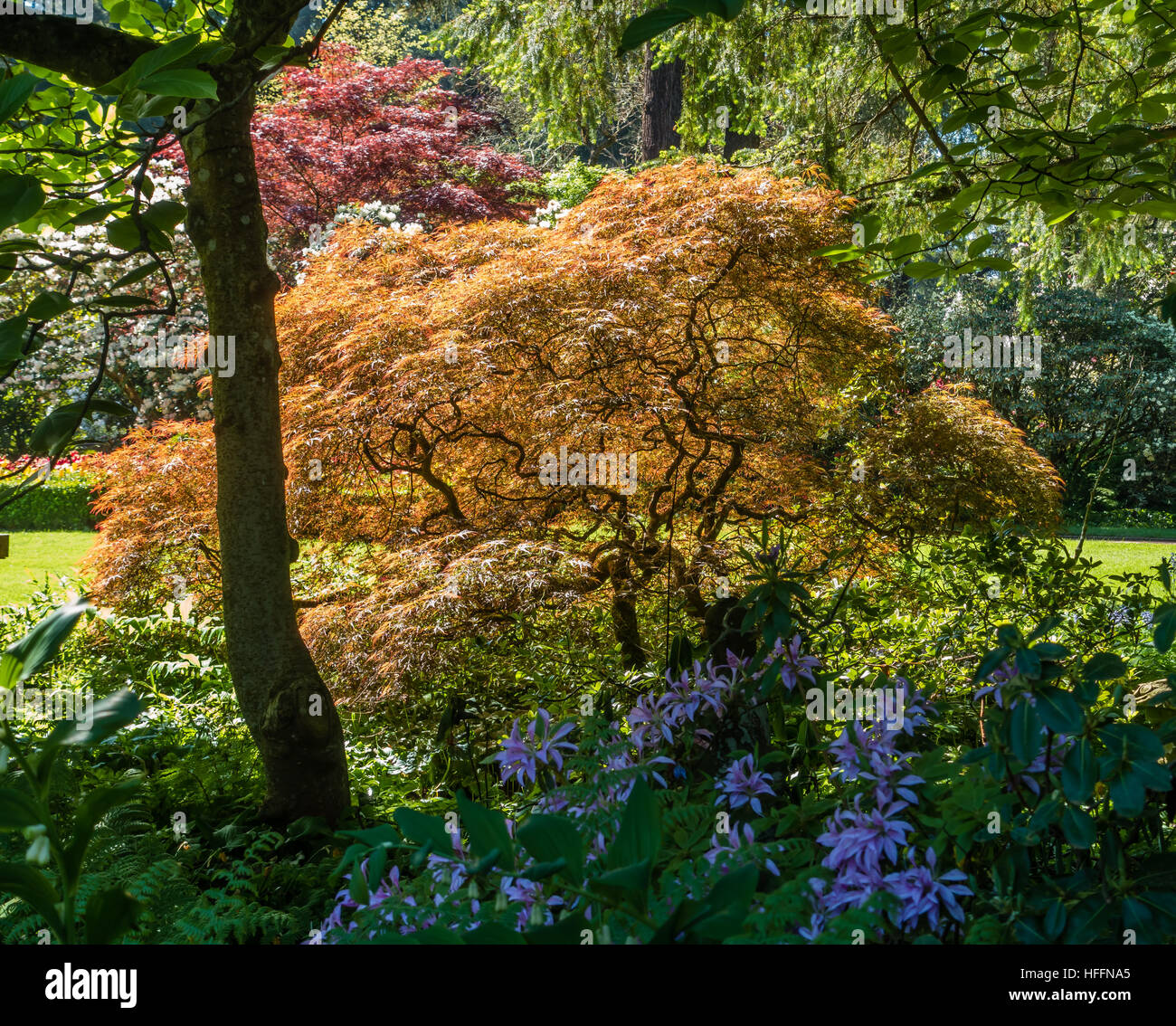 Macro shot of a Japanese Maple in Spring Stock Photo - Alamy