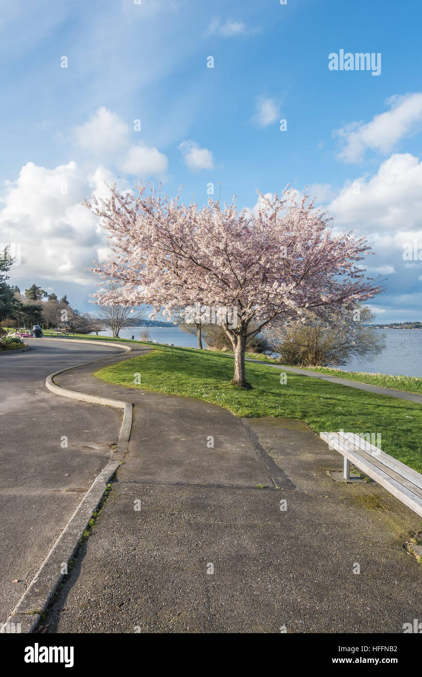 A cherry tree blooms on the shore of Lake Washington near Seattle Stock ...