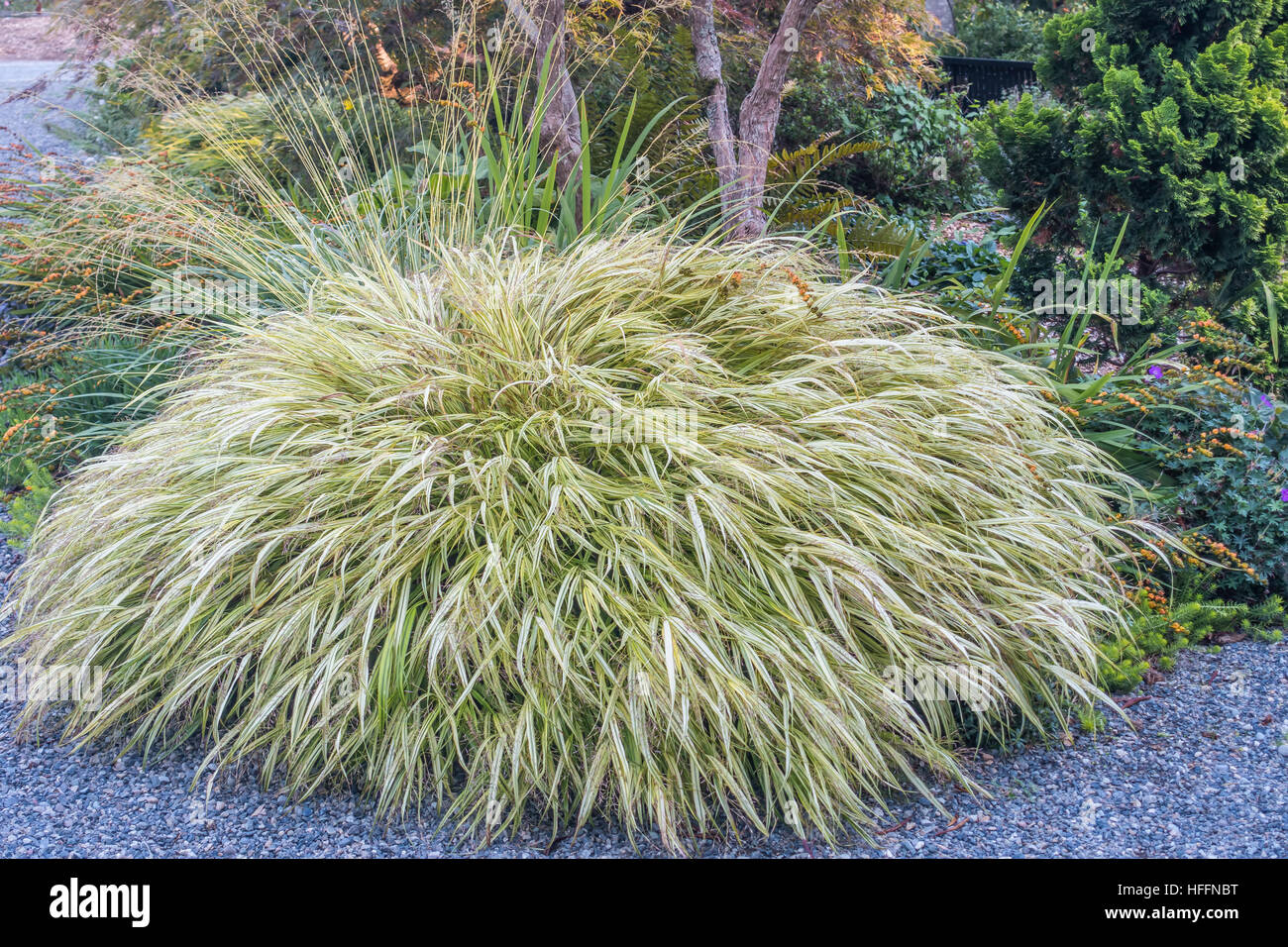Large yellow sedge hi-res stock photography and images - Alamy