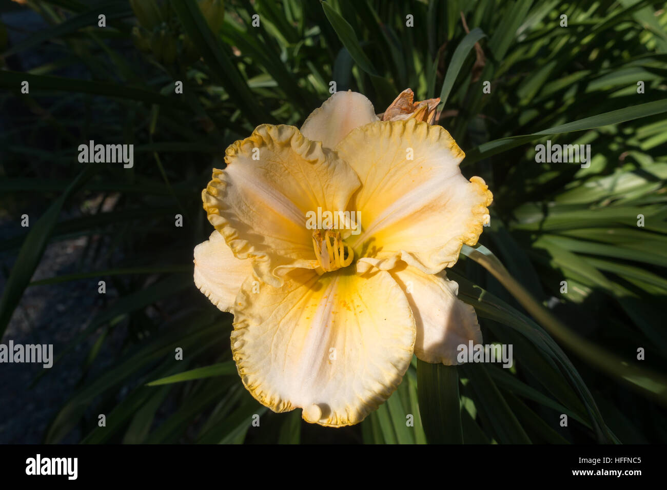 Large yellow flower hi-res stock photography and images - Alamy