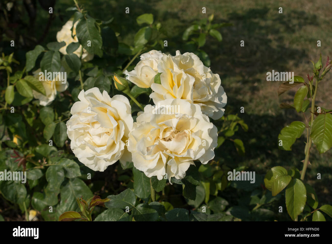Closeup of a cluster of light yellow Roses. Macro shot Stock Photo - Alamy