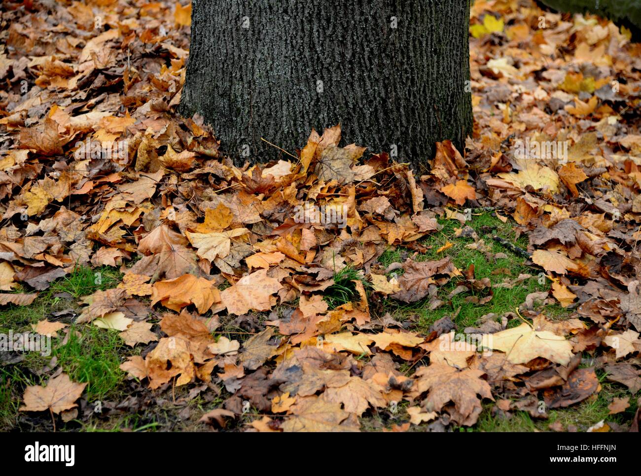 Fallen leaves around tree Stock Photo - Alamy