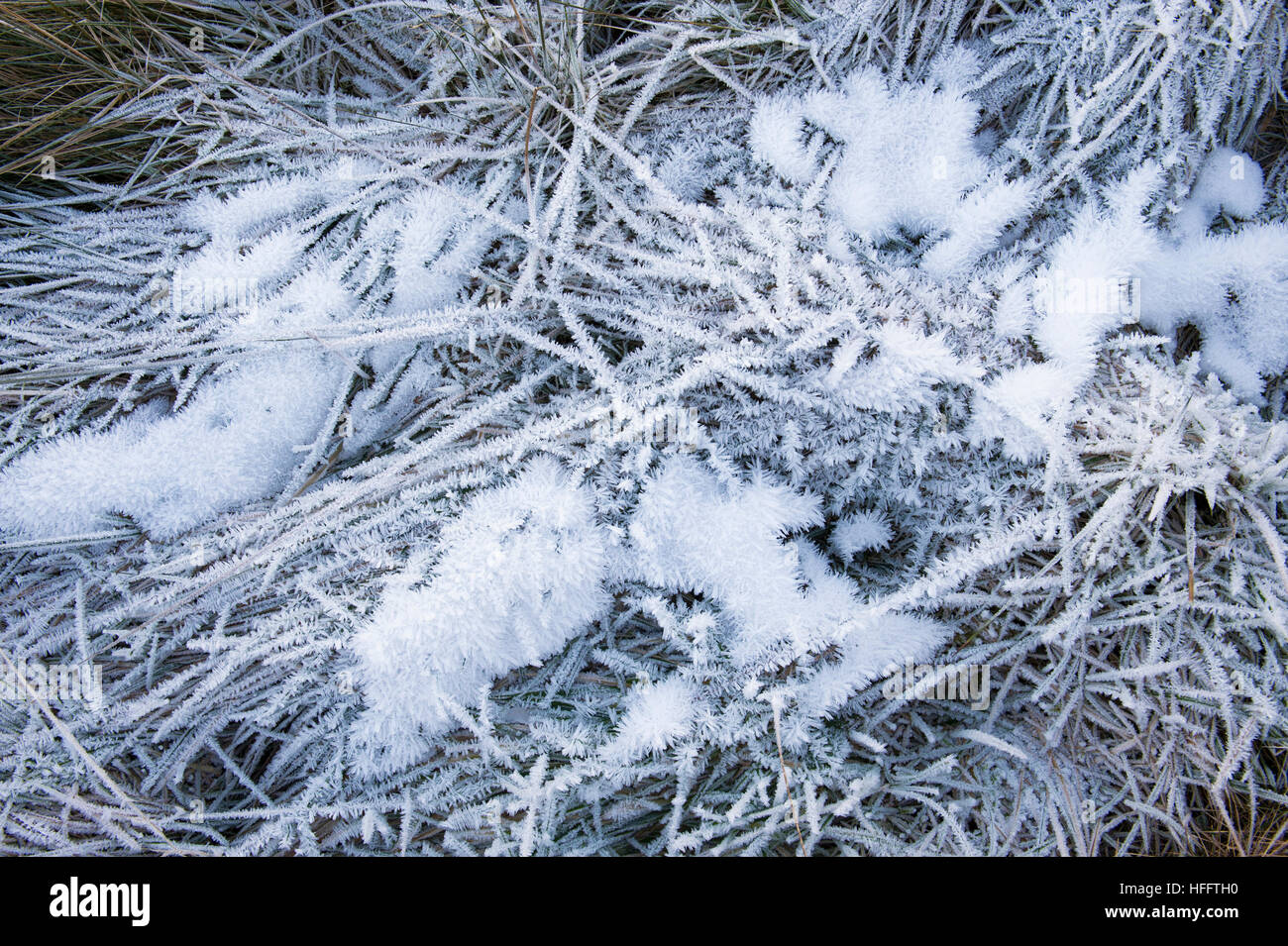Long grass texture hi-res stock photography and images - Alamy