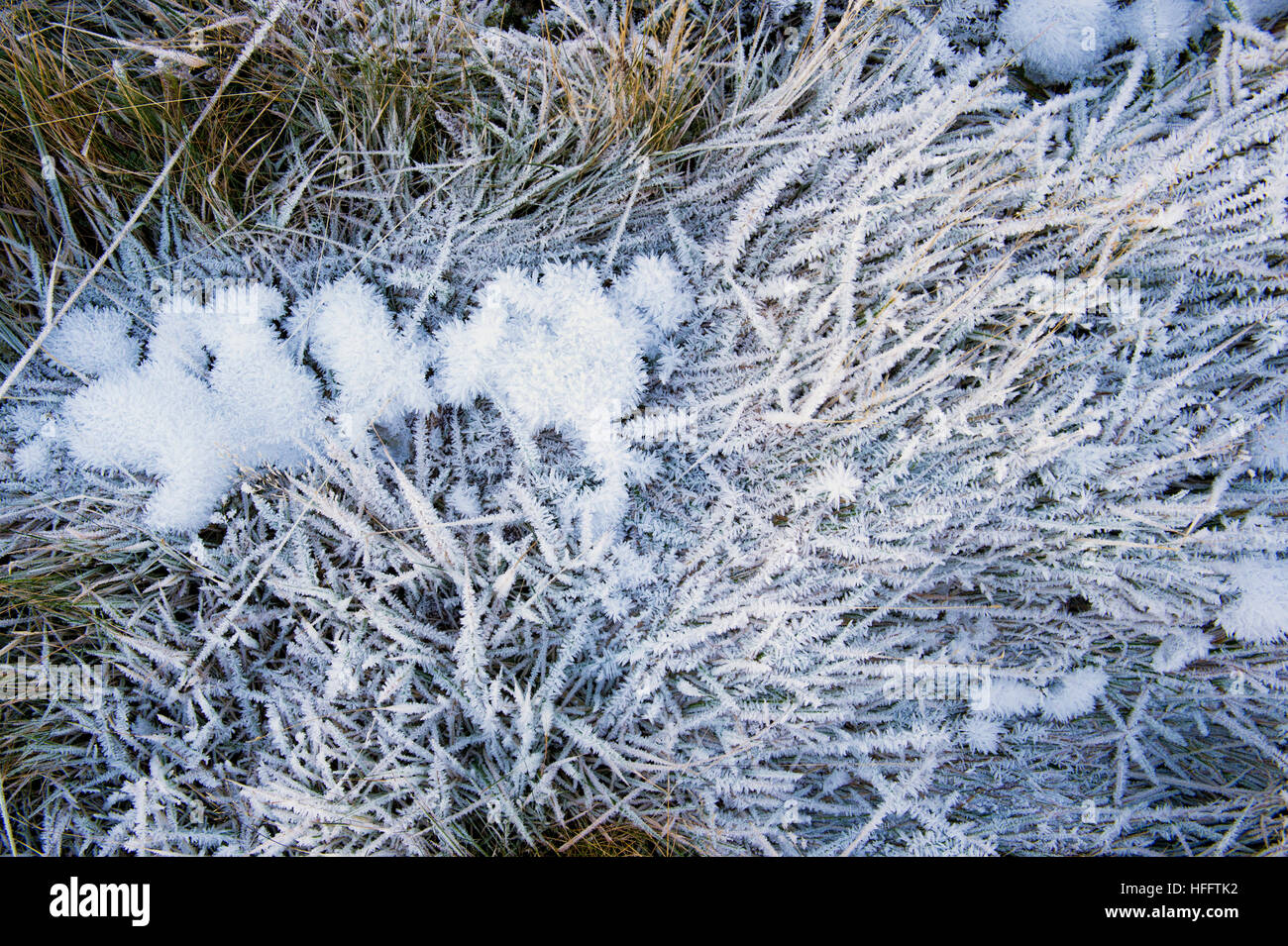 Long grass texture hi-res stock photography and images - Alamy