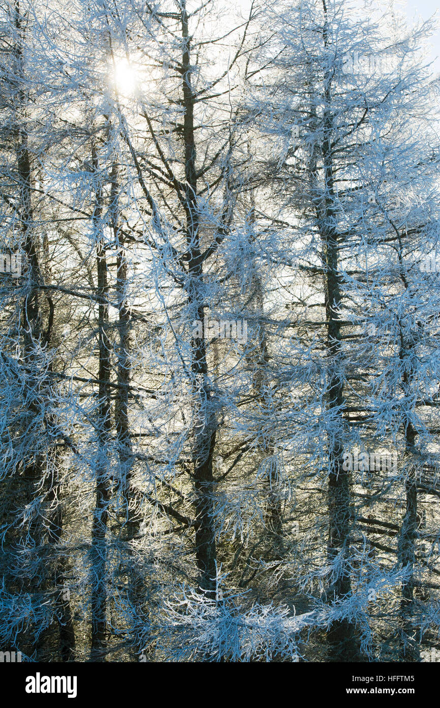 Frosty winter trees in the Scottish borders. Scotland Stock Photo - Alamy