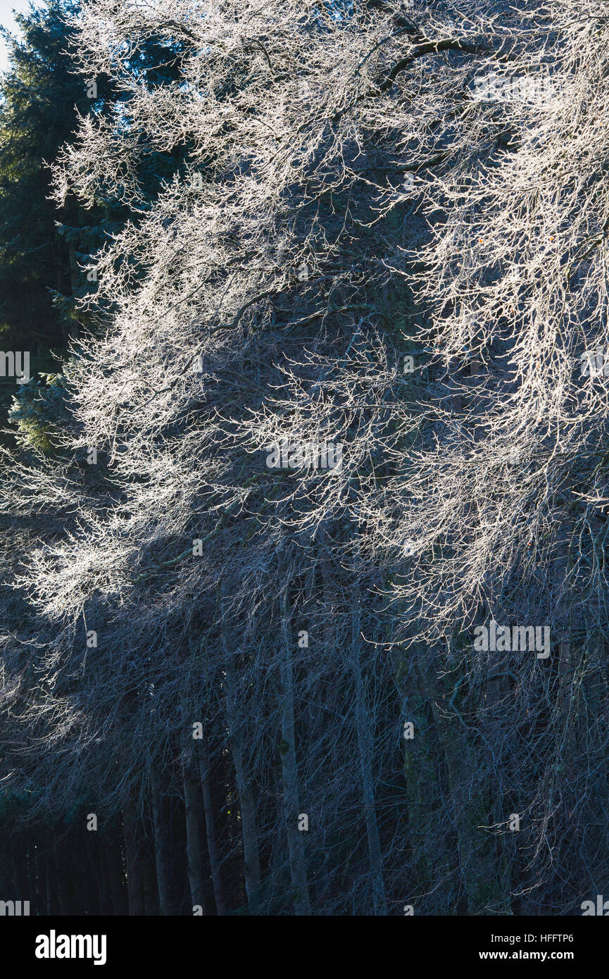 Frosty winter trees in the Scottish borders. Scotland Stock Photo - Alamy