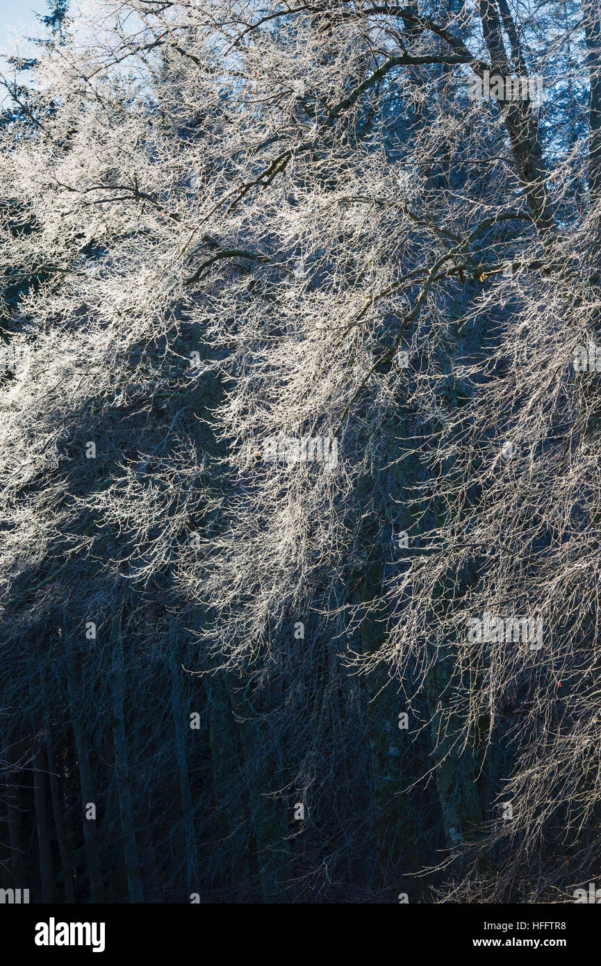 Frosty winter trees in the Scottish borders. Scotland Stock Photo - Alamy