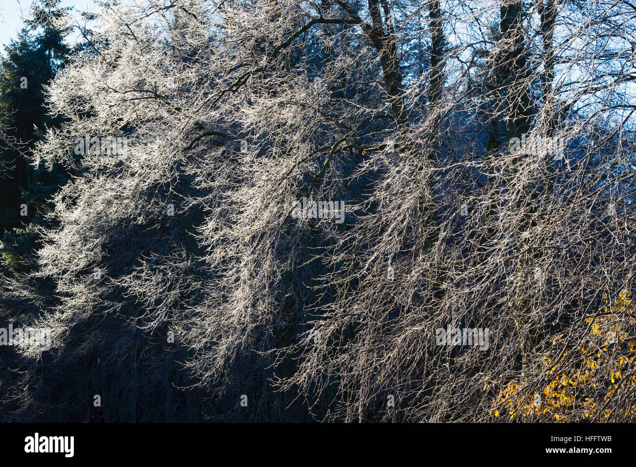 Frosty winter trees in the Scottish borders. Scotland Stock Photo - Alamy