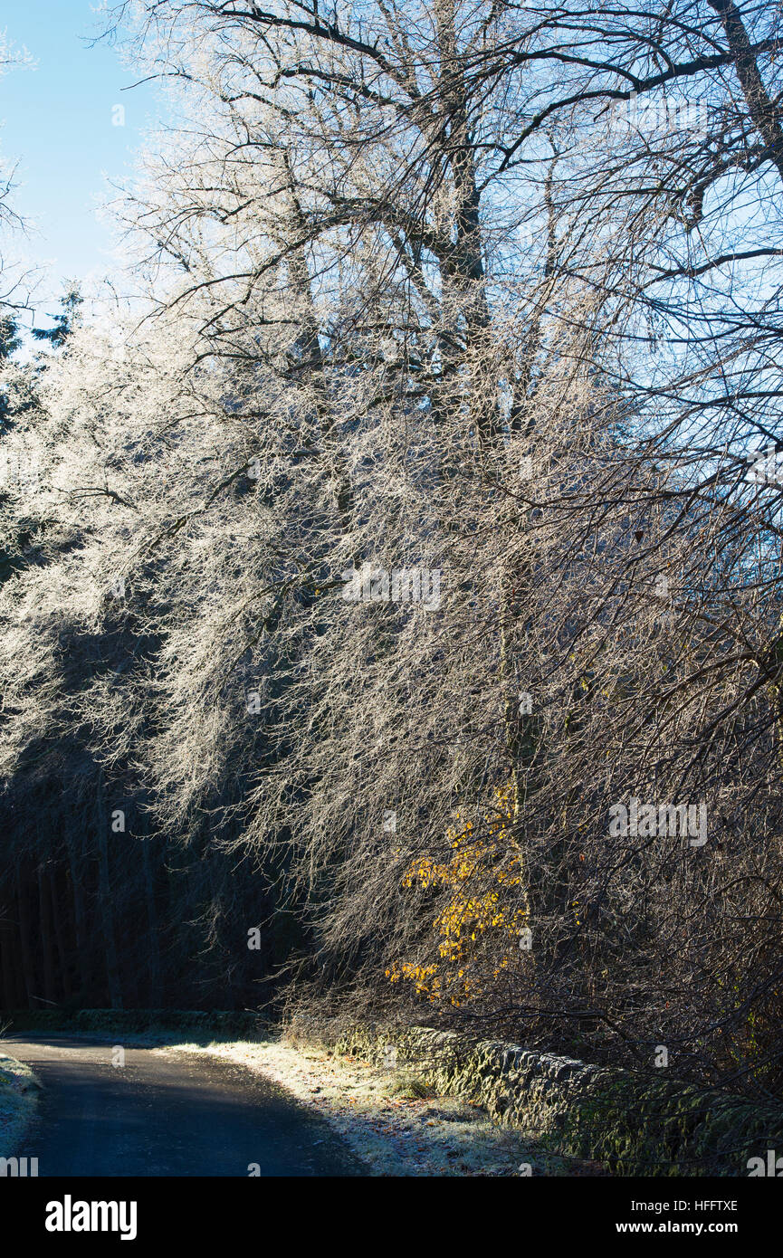 Frosty winter trees in the Scottish borders. Scotland Stock Photo - Alamy