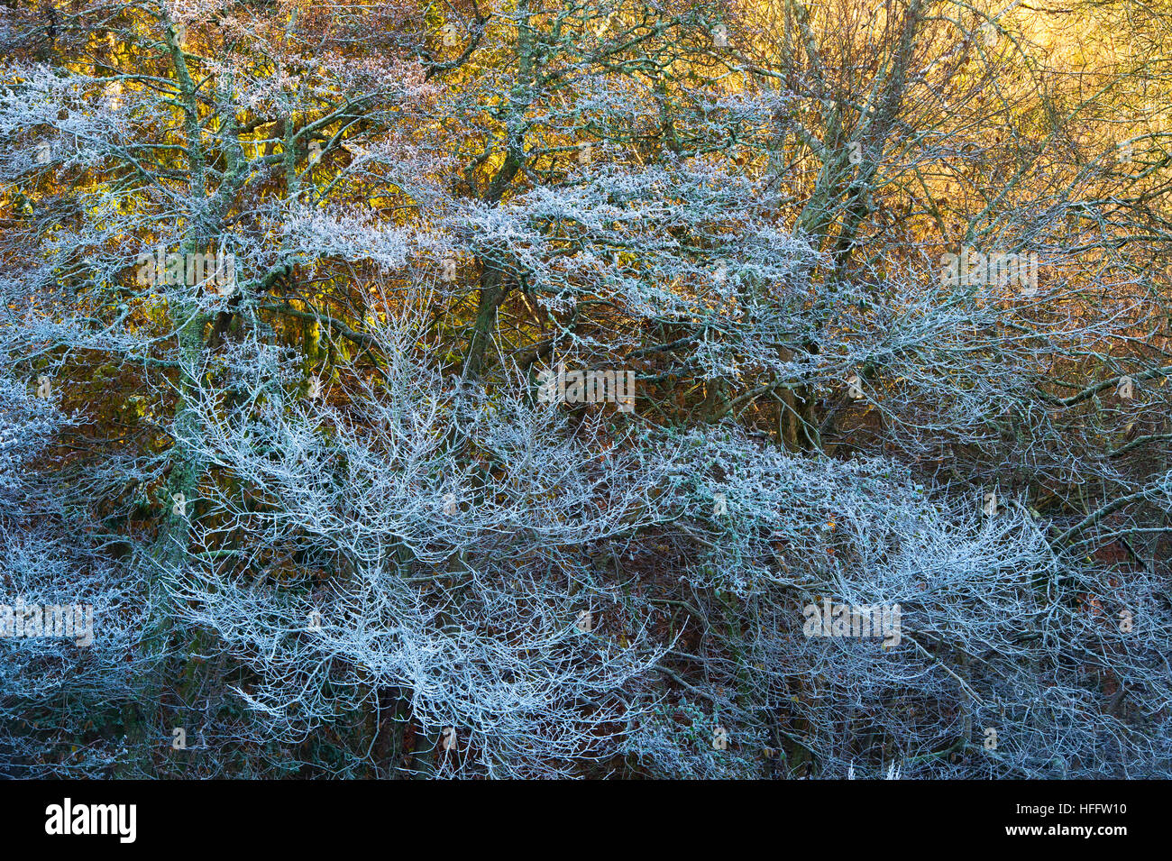 Frosty winter trees in the Scottish borders. Scotland Stock Photo - Alamy
