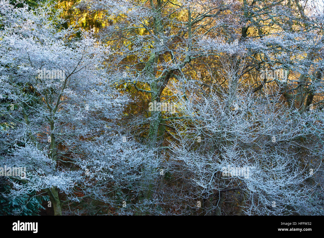 Frosty winter trees in the Scottish borders. Scotland Stock Photo - Alamy