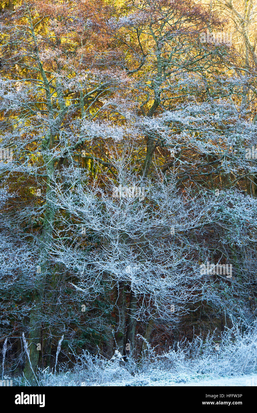 Oak woods scotland hi-res stock photography and images - Alamy