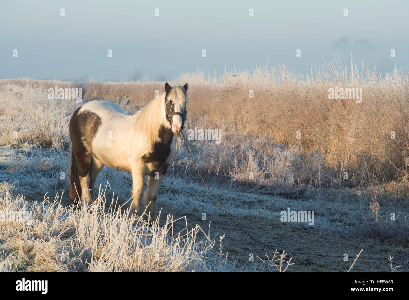 Gypsy horse hi-res stock photography and images - Alamy