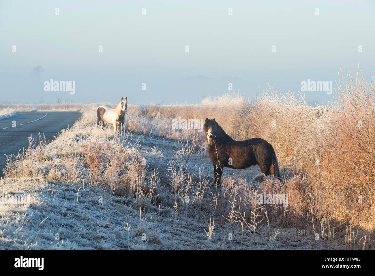 Gypsy horses in the misty winter frost on a cotswold roadside ...