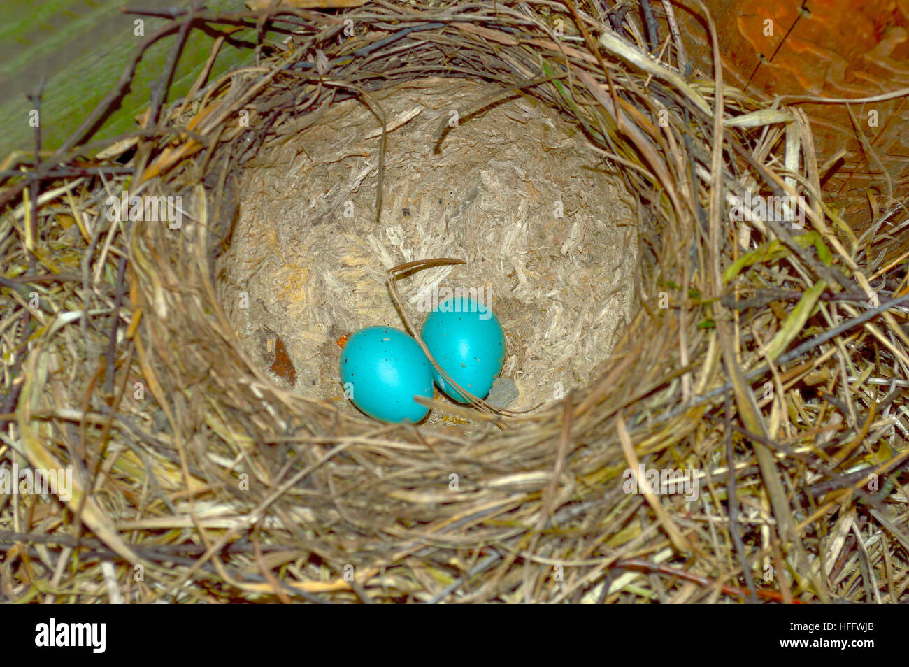 bird's nest with blue eggs Stock Photo - Alamy