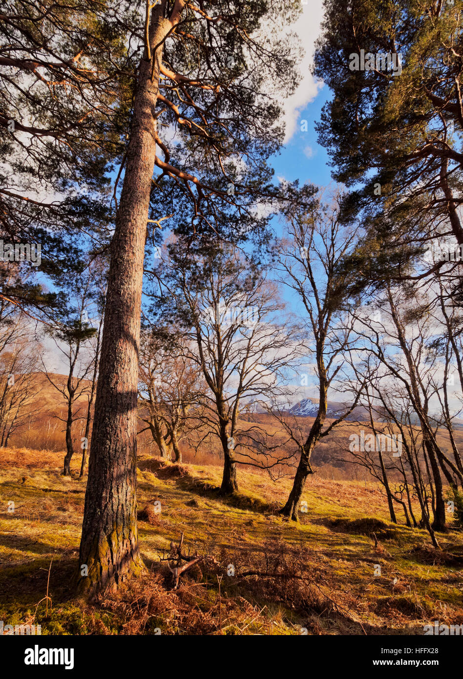 UK, Scotland, Highlands, Forest of the Roy Bridge Stock Photo - Alamy