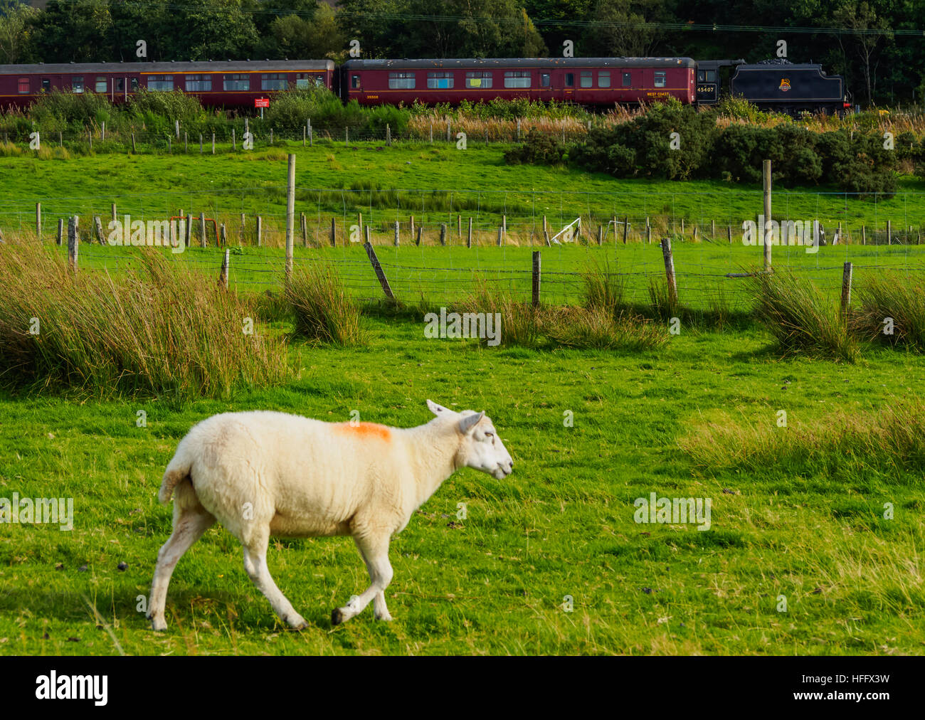 UK, Scotland, Fort William, Sheep and the The Jacobite Steam Locomotive ...