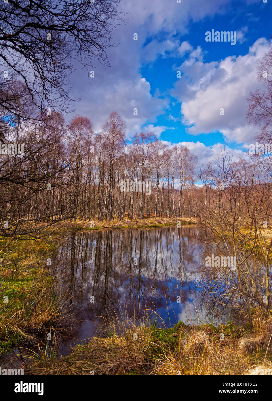UK, Scotland, Highlands, Forest of the Roy Bridge Stock Photo - Alamy