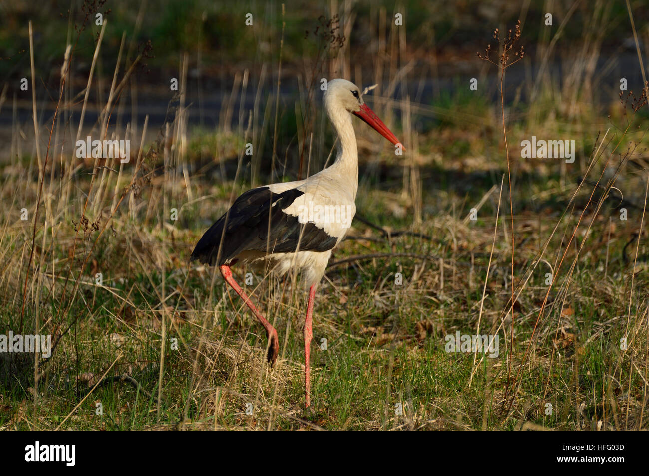 stork walks proudly looking frogs Stock Photo - Alamy