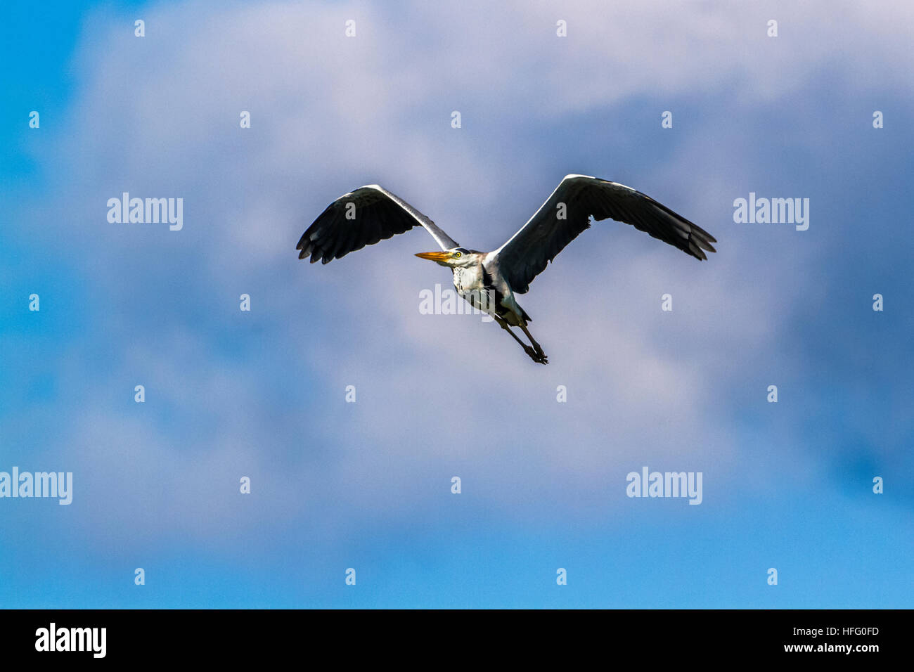 Grey heron flying isolated in blue sky ; specie Ardea cinerea family of ...