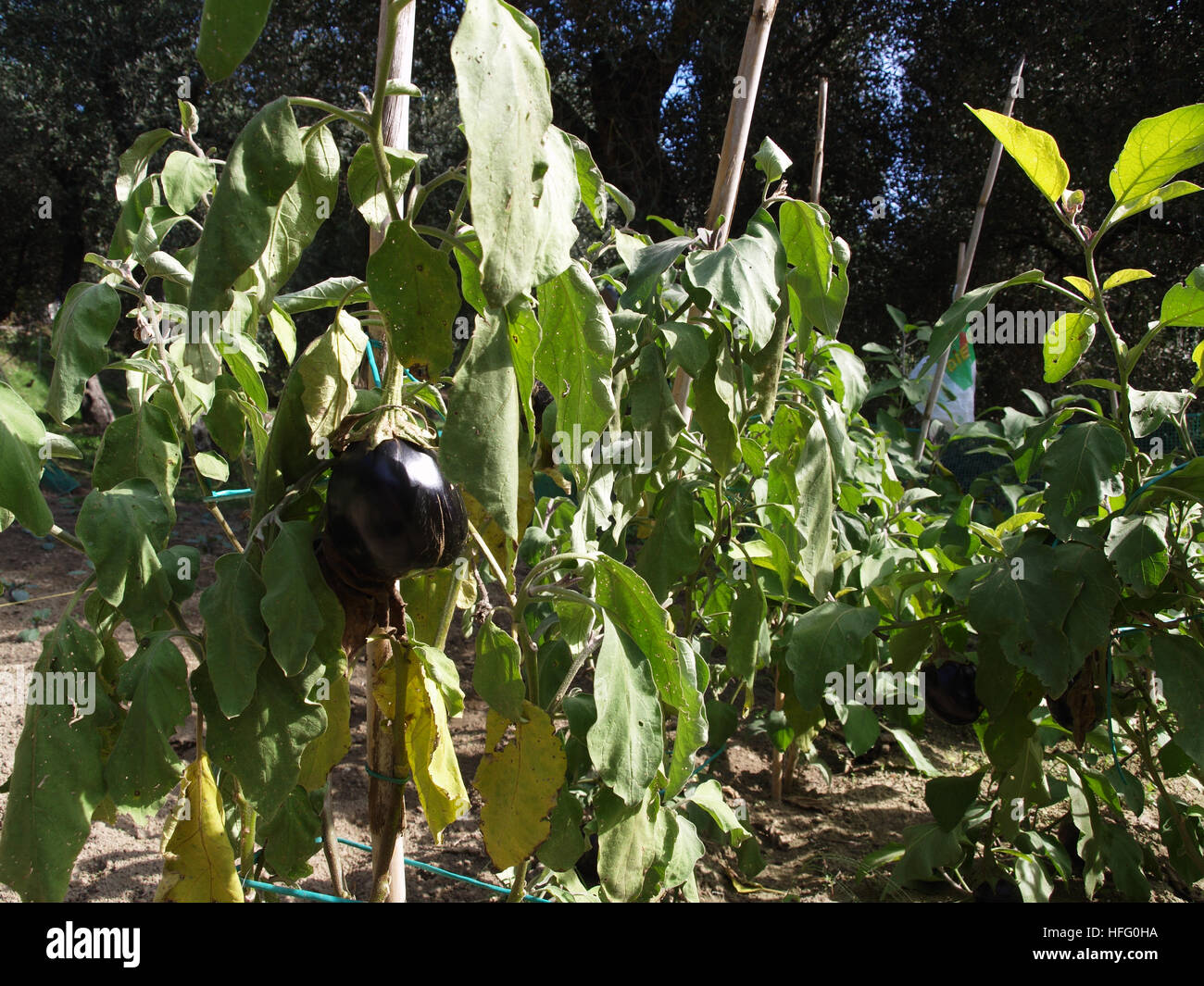 Corfu plant life hi-res stock photography and images - Alamy