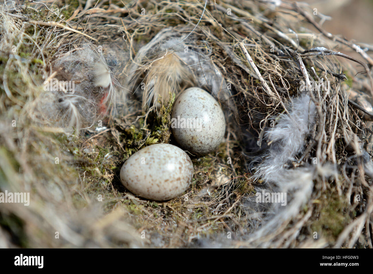 Cinderella nest with eggs and fluff Stock Photo - Alamy