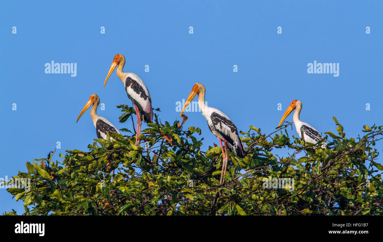 Painted stork in Arugam bay lagoon, Sri Lanka ; specie Mycteria ...