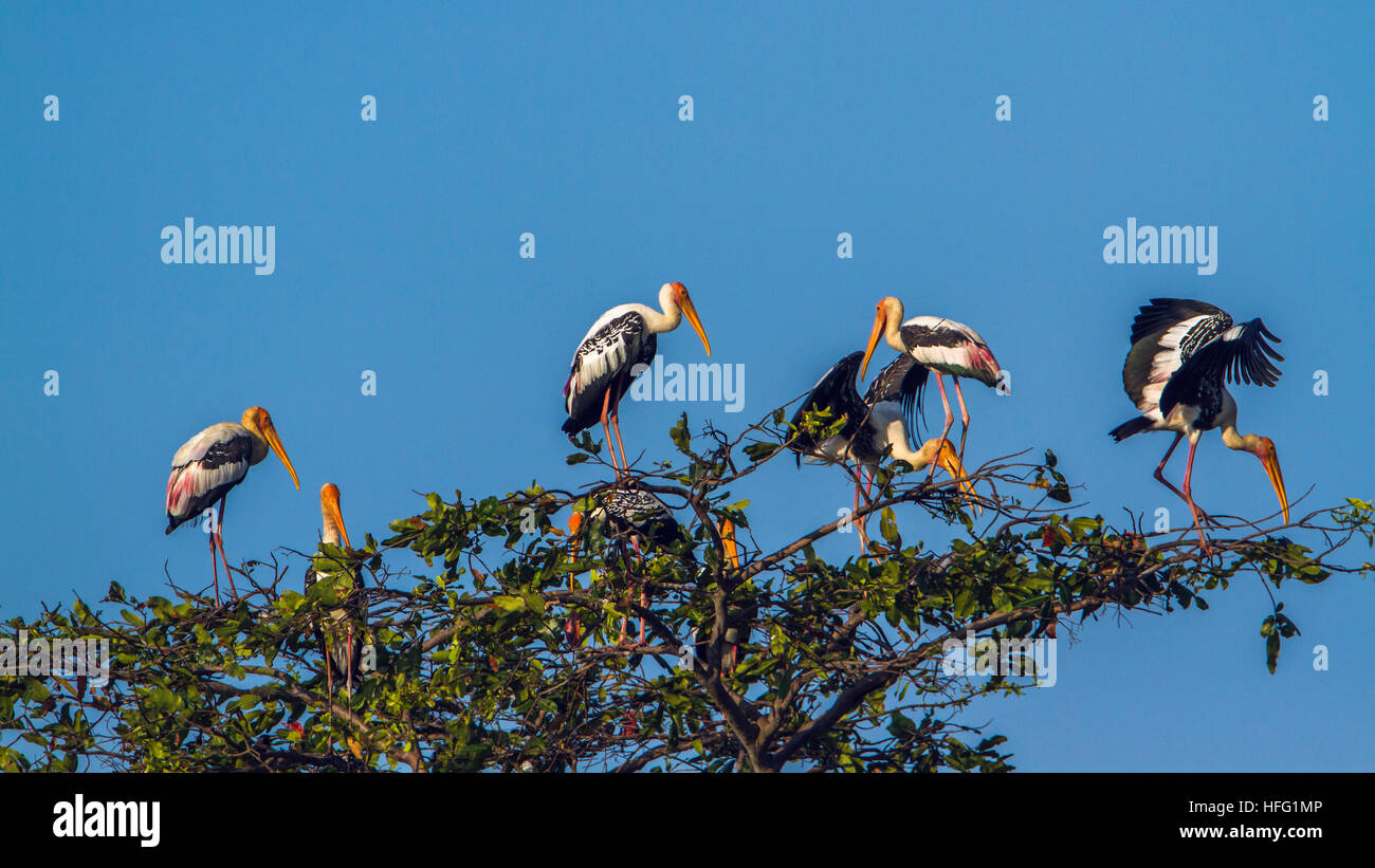 Painted stork in Arugam bay lagoon, Sri Lanka ; specie Mycteria ...