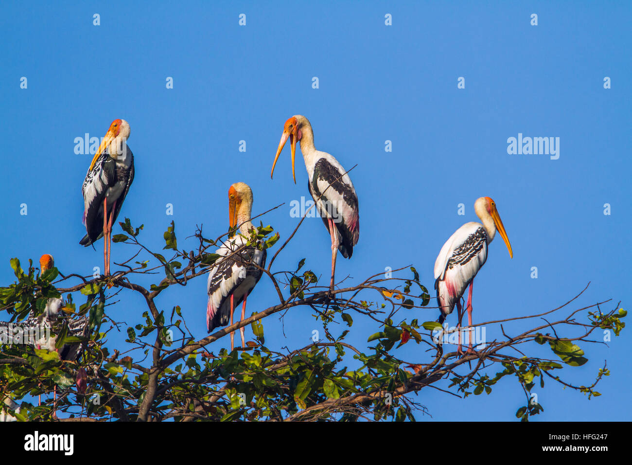 Painted stork in Arugam bay lagoon, Sri Lanka ; specie Mycteria ...