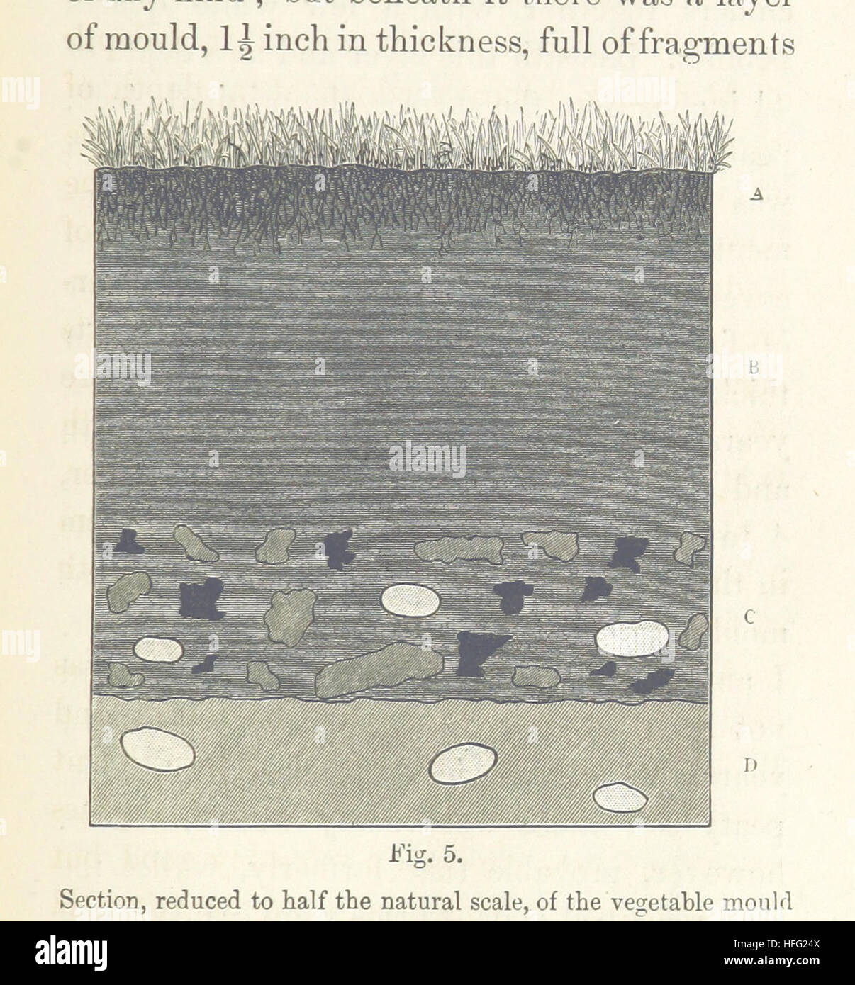 This image from 'The Formation of Vegetable Mould' illustrates the ...