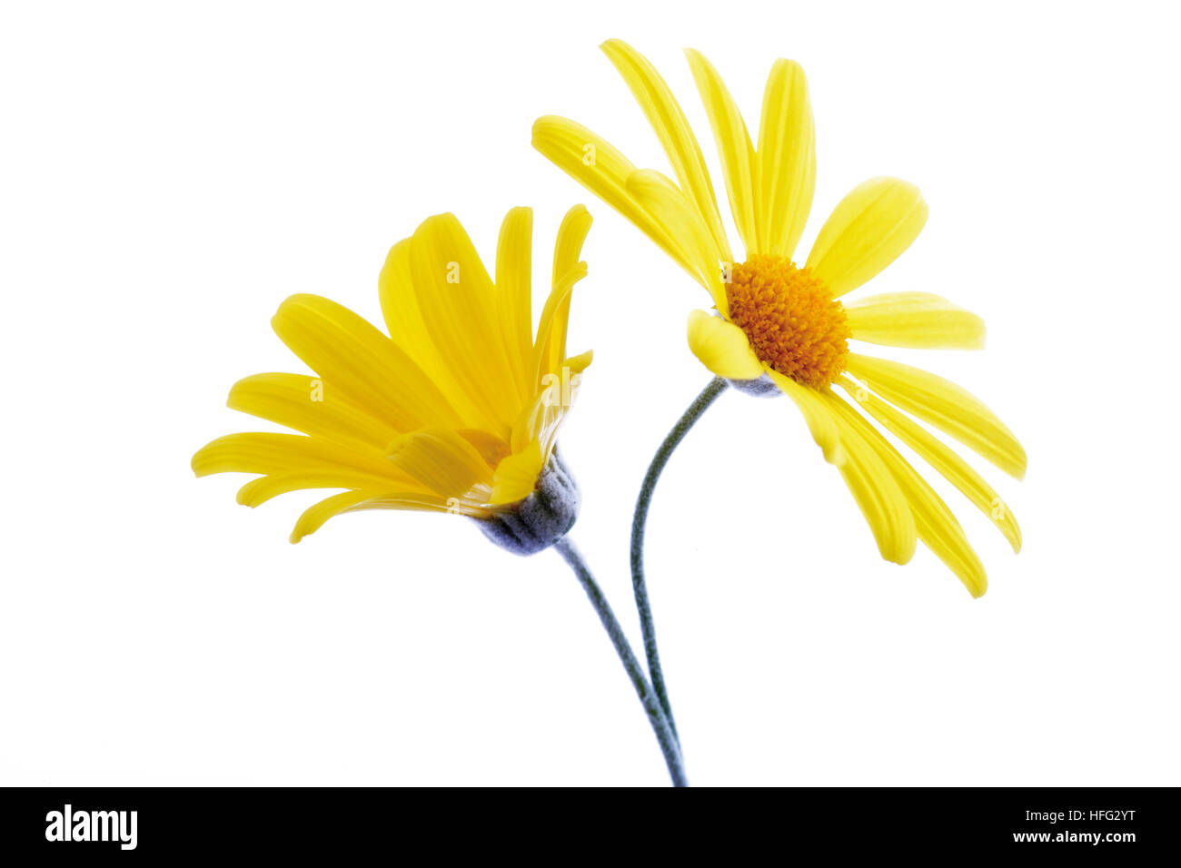 Yellow Euryops flowers Stock Photo - Alamy