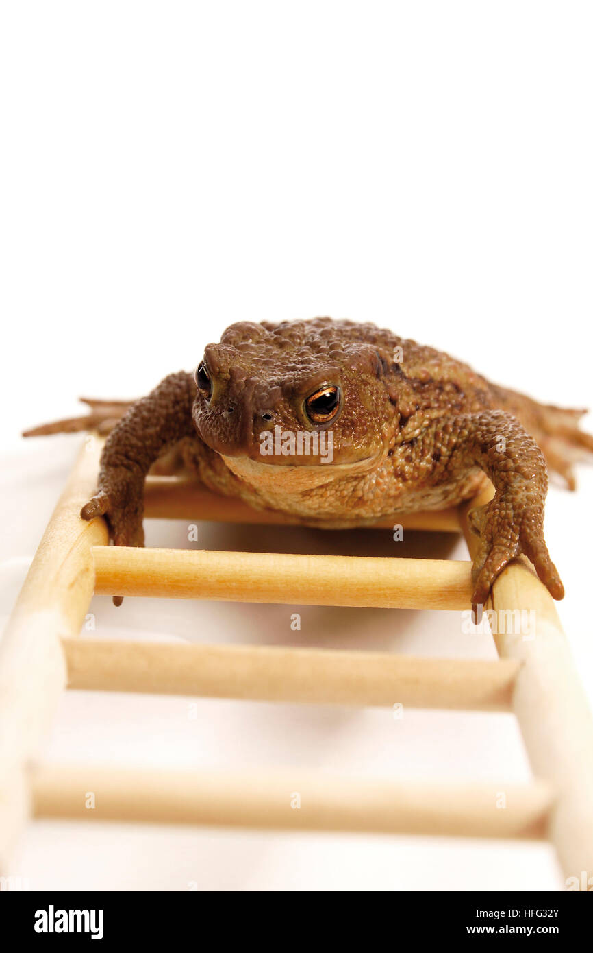 Climbing ladder cutout hi-res stock photography and images - Alamy