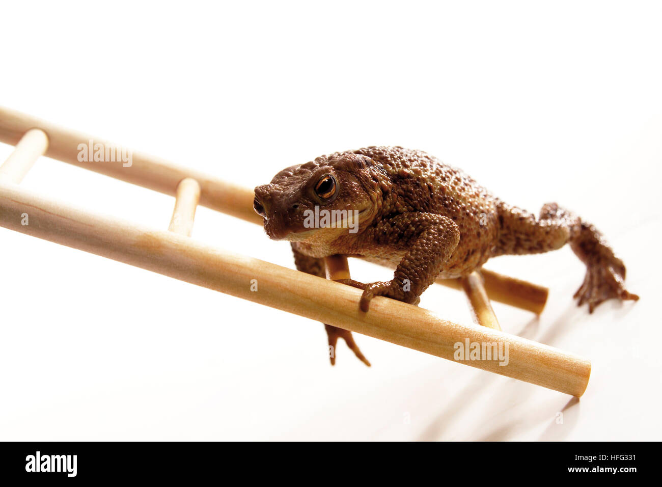 Common Toad (Bufo bufo) climbing a wooden ladder Stock Photo - Alamy