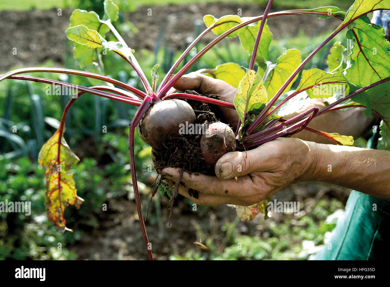 Man holding a beetroot (Beta vulgaris) in his hands Stock Photo - Alamy