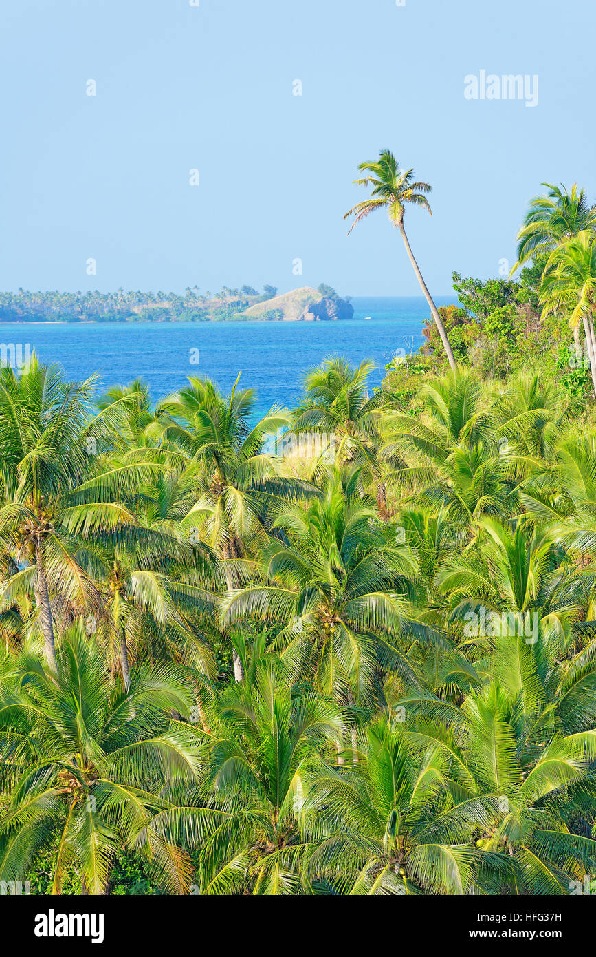 Fiji palm trees hi-res stock photography and images - Alamy