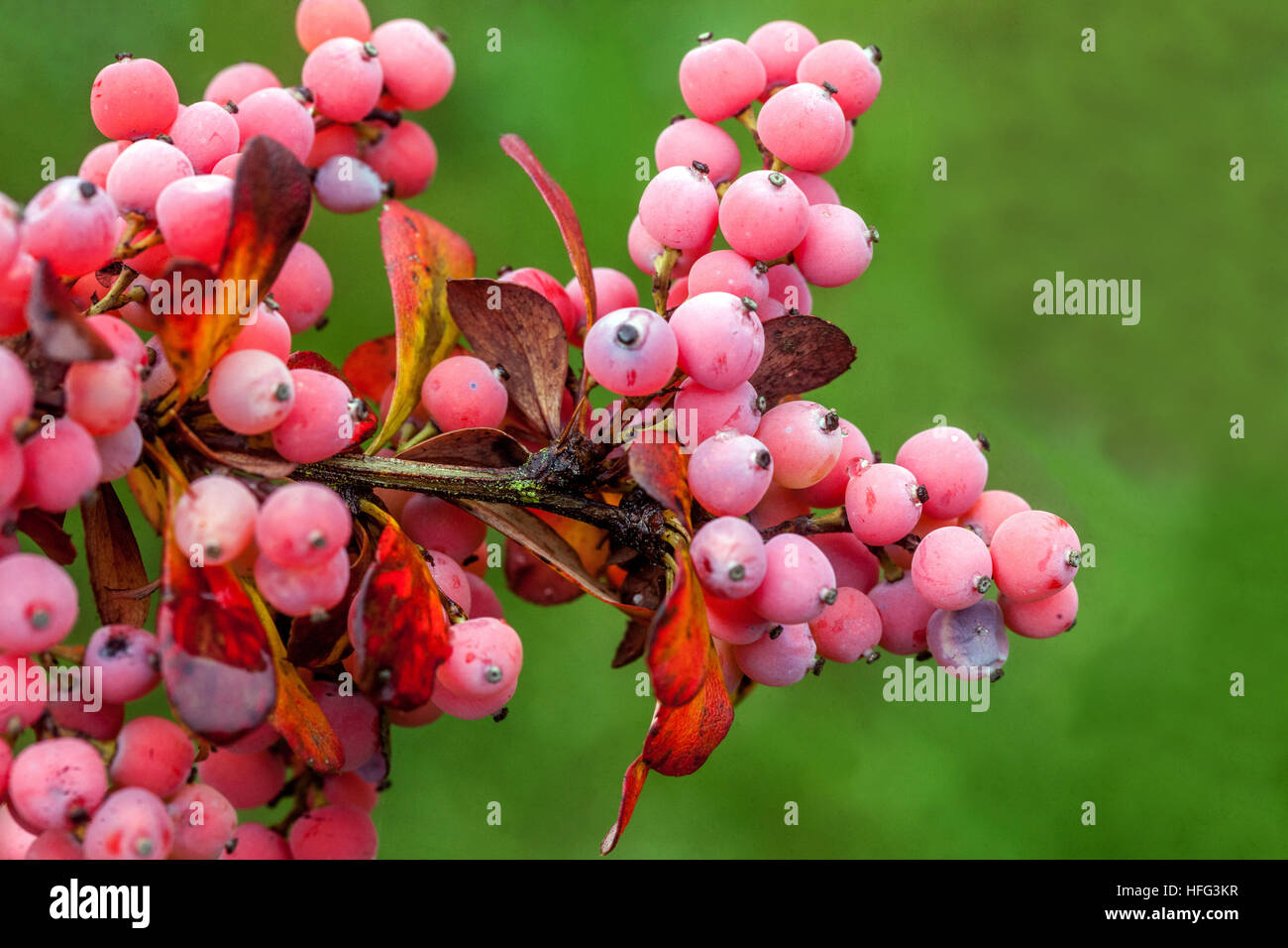 Wildon's barberry, Berberis wilsoniae in autumn Stock Photo - Alamy