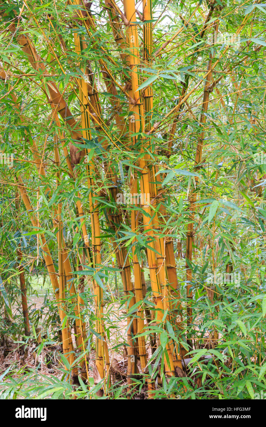Golden bamboo hi-res stock photography and images - Alamy