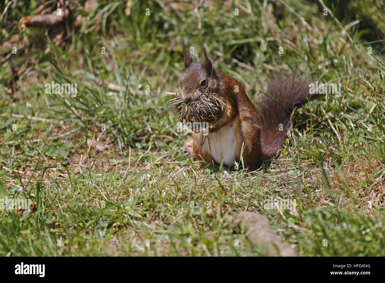 Red Squirrel, sciurus vulgaris, Adult Carrying Nesting Material in ...