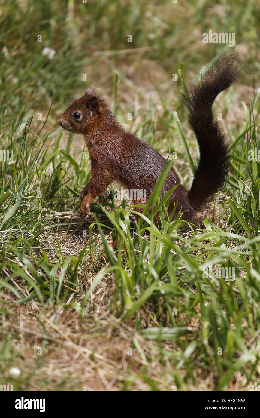 Red Squirrel, sciurus vulgaris, Adult standing on Grass, Auvergne in ...