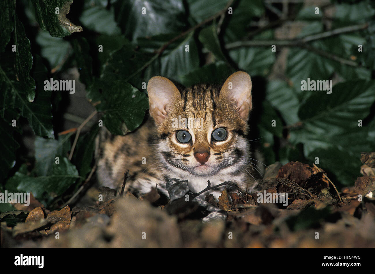 Prionailurus hi-res stock photography and images - Alamy