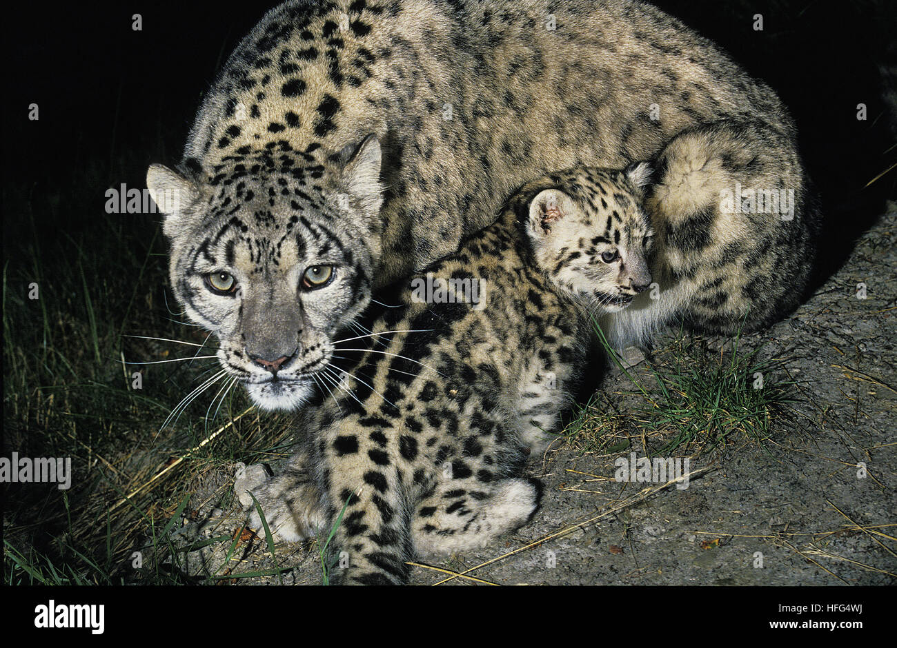 Baby snow leopard hi-res stock photography and images - Alamy